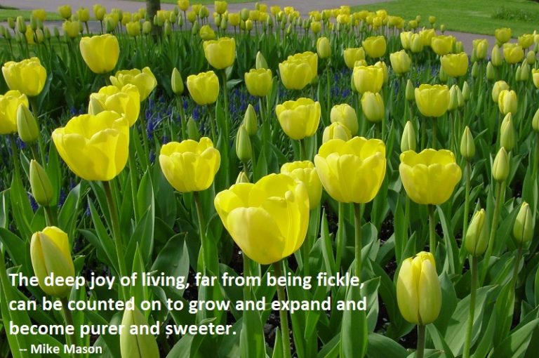 Growing Joy – Sonderquotes
